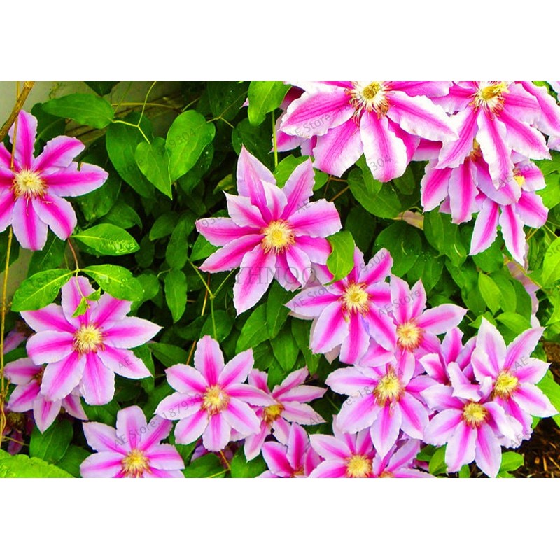 True mixed colors Clematis Bulbs,Clematis Flower flores,Outdoor Plant ...