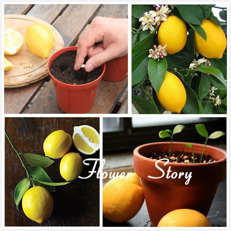 20 Dwarf Lemon Tree Seeds Outdoor Home Garden Bonsai Plant