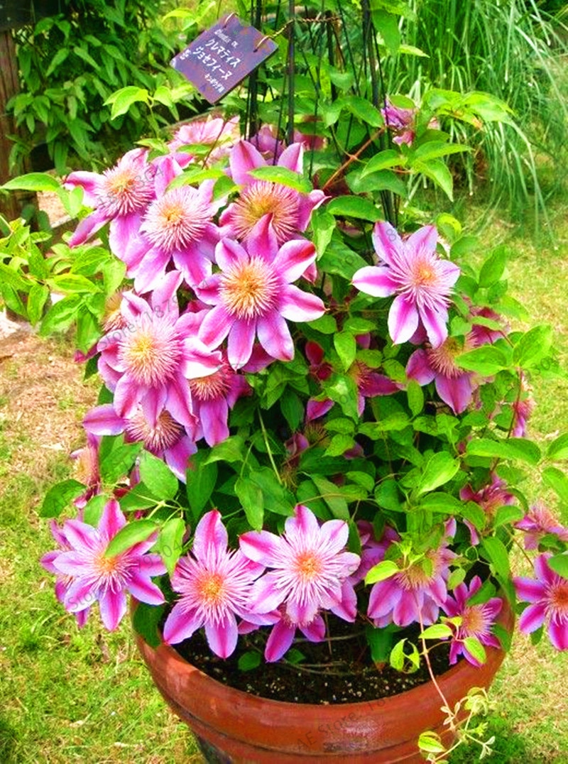 True mixed colors Clematis Bulbs,Clematis Flower flores,Outdoor Plant ...